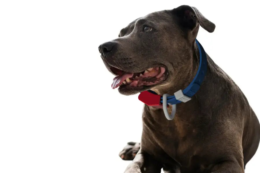 Wide Dog Collars: When a Wider Collar Helps Comfort [2026] – Hoss Straps