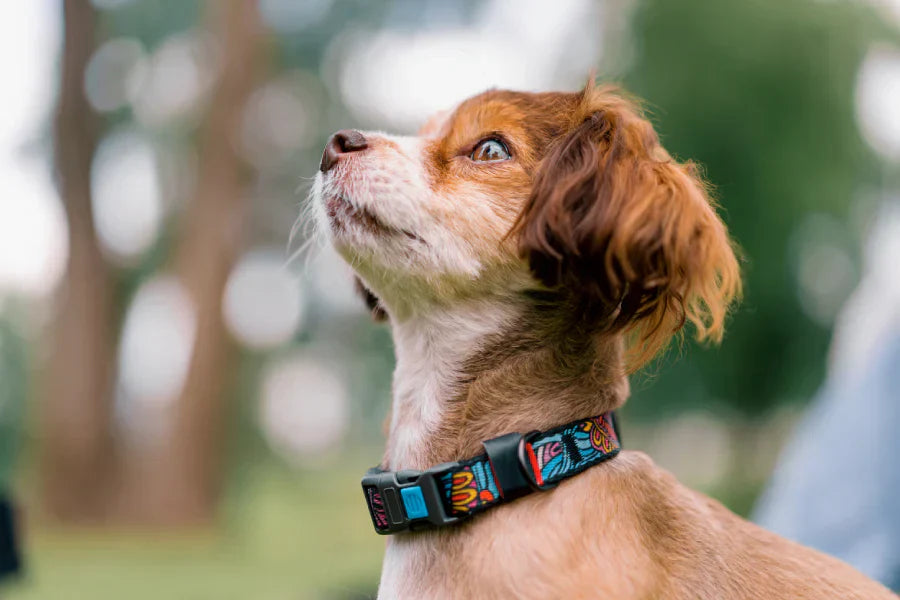 Cork Dog Collars: How They Feel, How They Hold Up, and How to Care ...