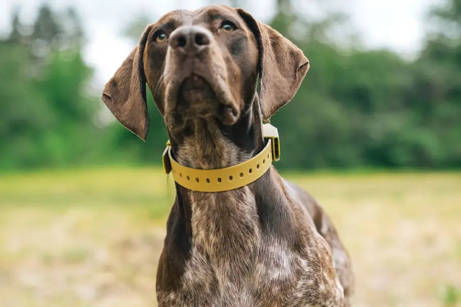 Why Choose a Gold Dog Collar: Style & Durability [2026] – Hoss Straps