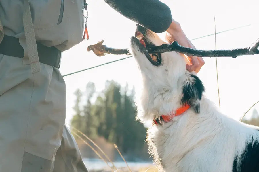 Understanding the Collar Leash for Dogs System – Hoss Straps